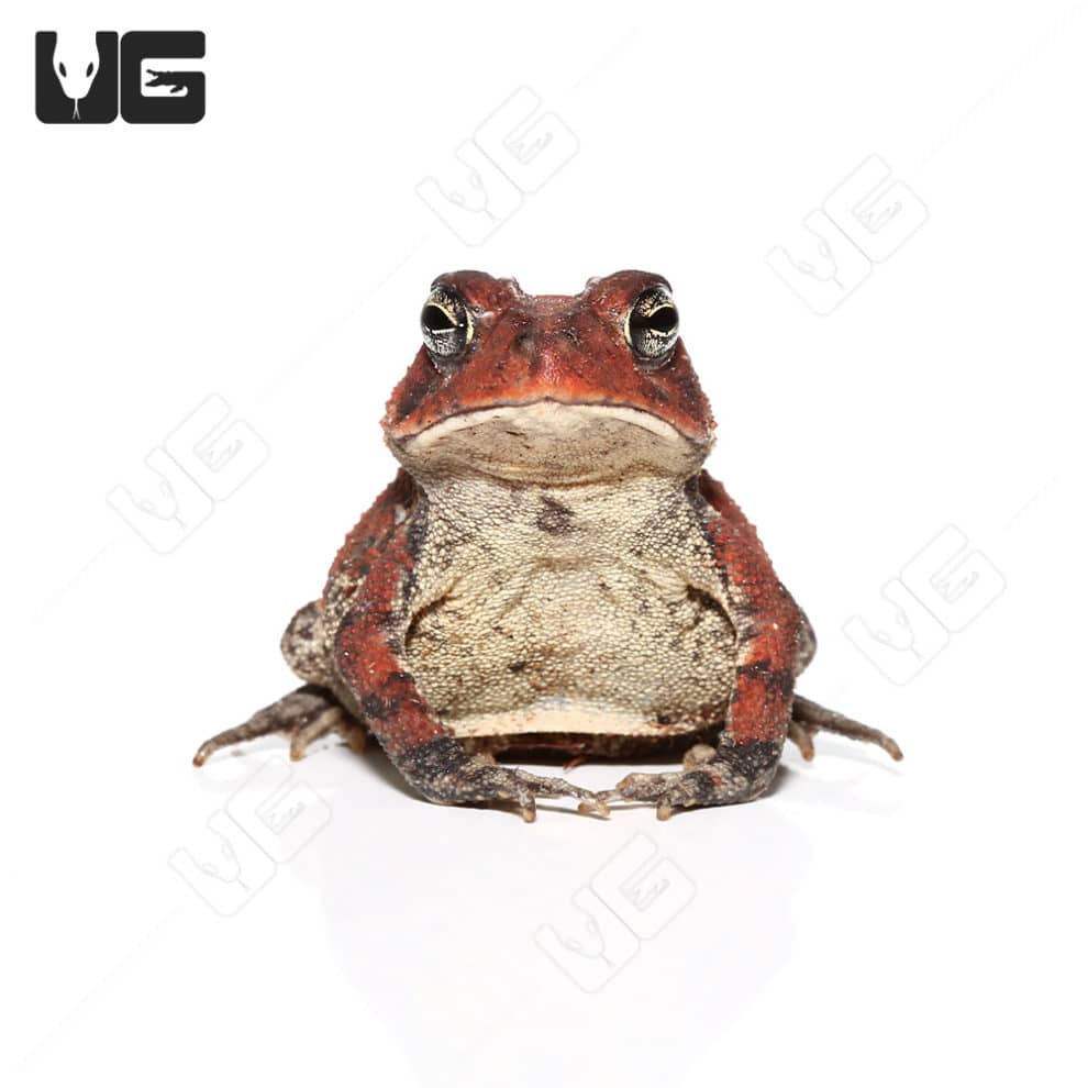 Southern Toads For Sale - Underground Reptiles