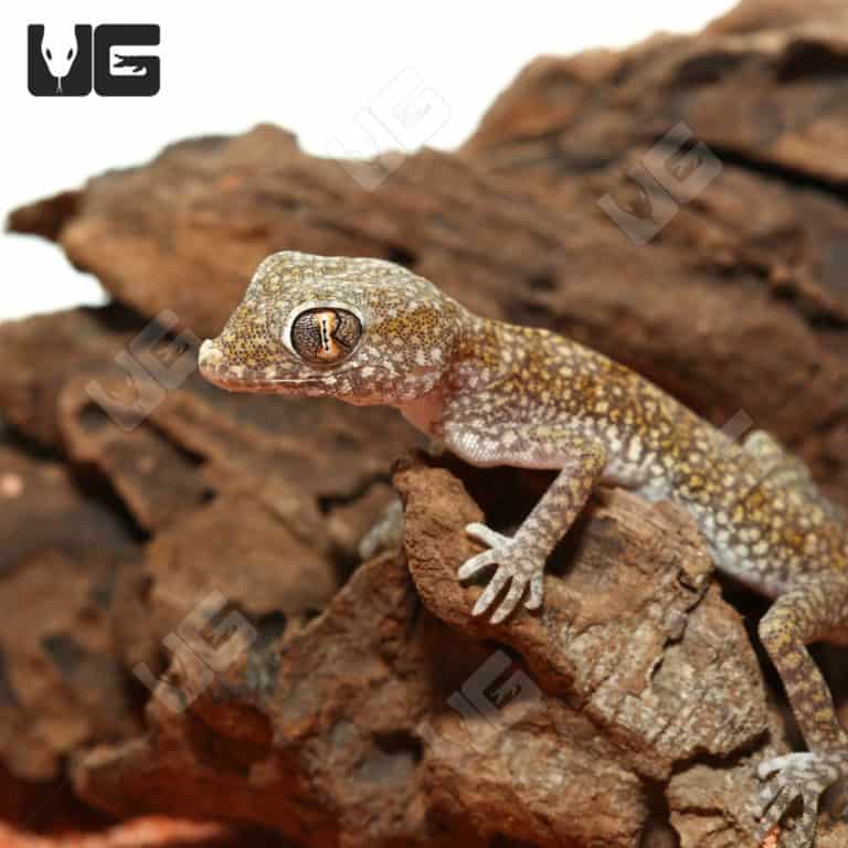 Auctions - Underground Reptiles