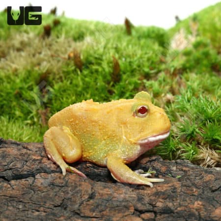Super Pikachu Pacman Frogs for sale - Underground Reptiles