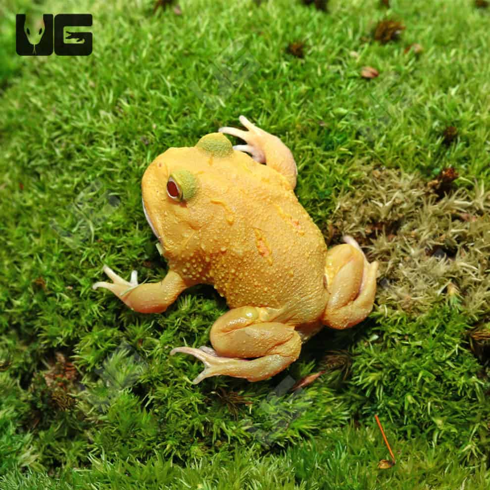Super Pikachu Pacman Frogs for sale - Underground Reptiles