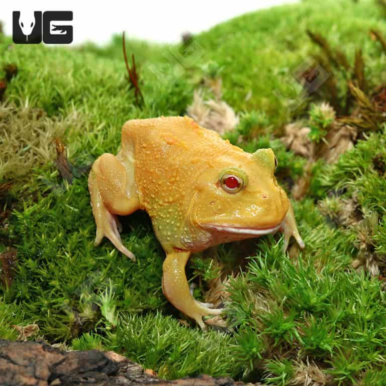 Super Pikachu Pacman Frogs for sale - Underground Reptiles