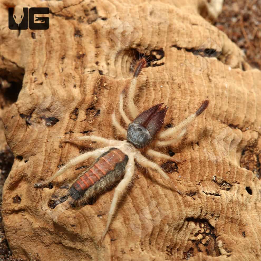 Tricolor Sun Spider (Rhagoderma tricolor) For Sale - Underground Reptiles