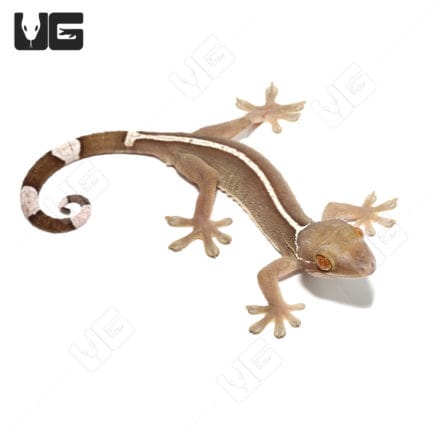 White Lined Geckos For Sale - Underground Reptiles