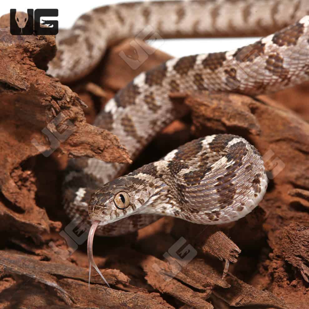 Yearling Egyptian Egg Eating Snake (Dasypeltis bazi) For Sale ...