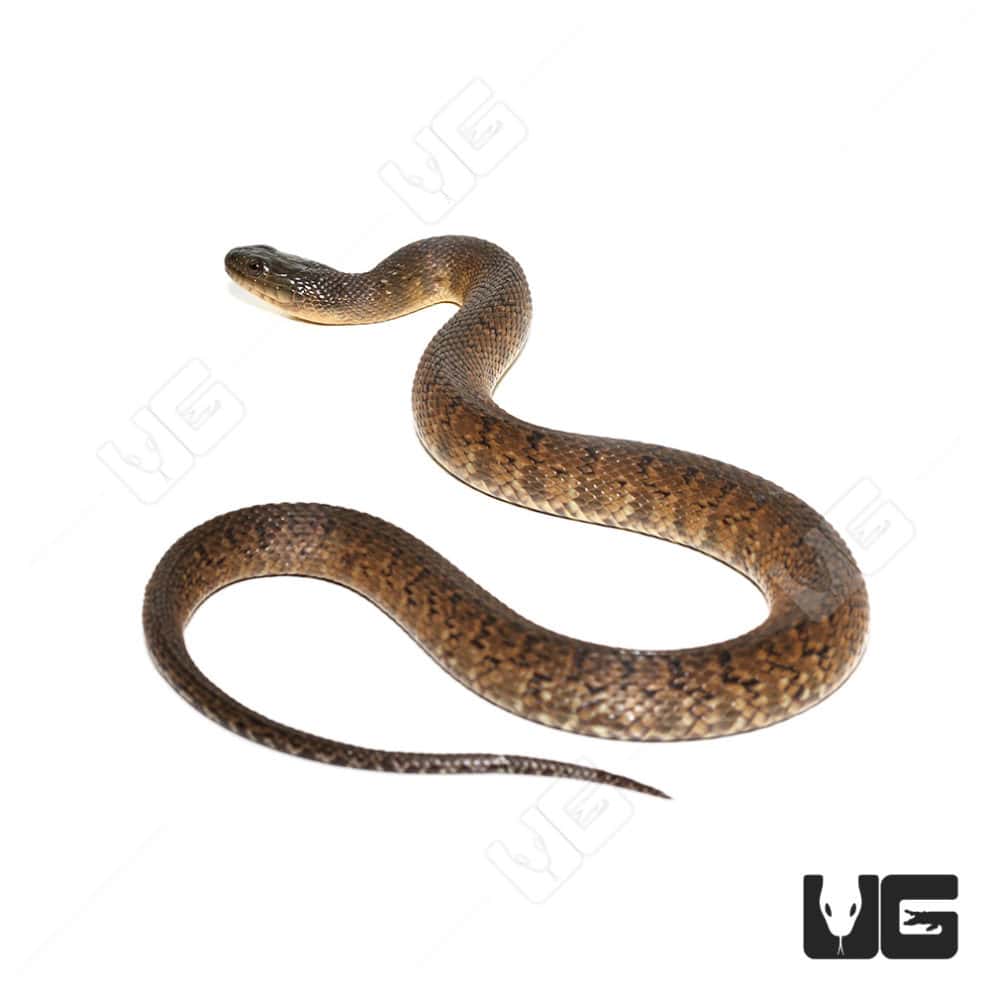 Yearling Mississippi Green Water Snakes For Sale - Underground Reptiles