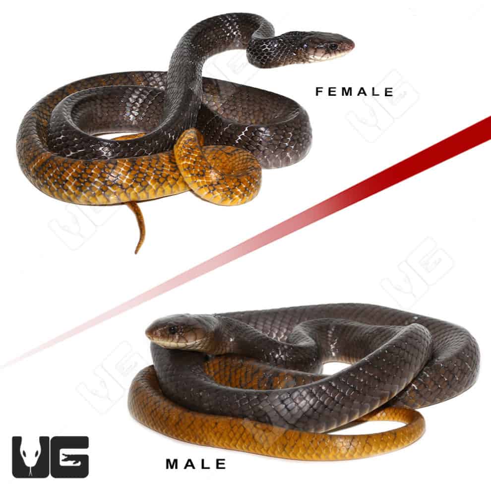 Yellowtail Cribo For Sale - Underground Reptiles