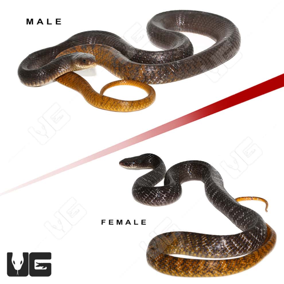 Yellowtail Cribo For Sale - Underground Reptiles