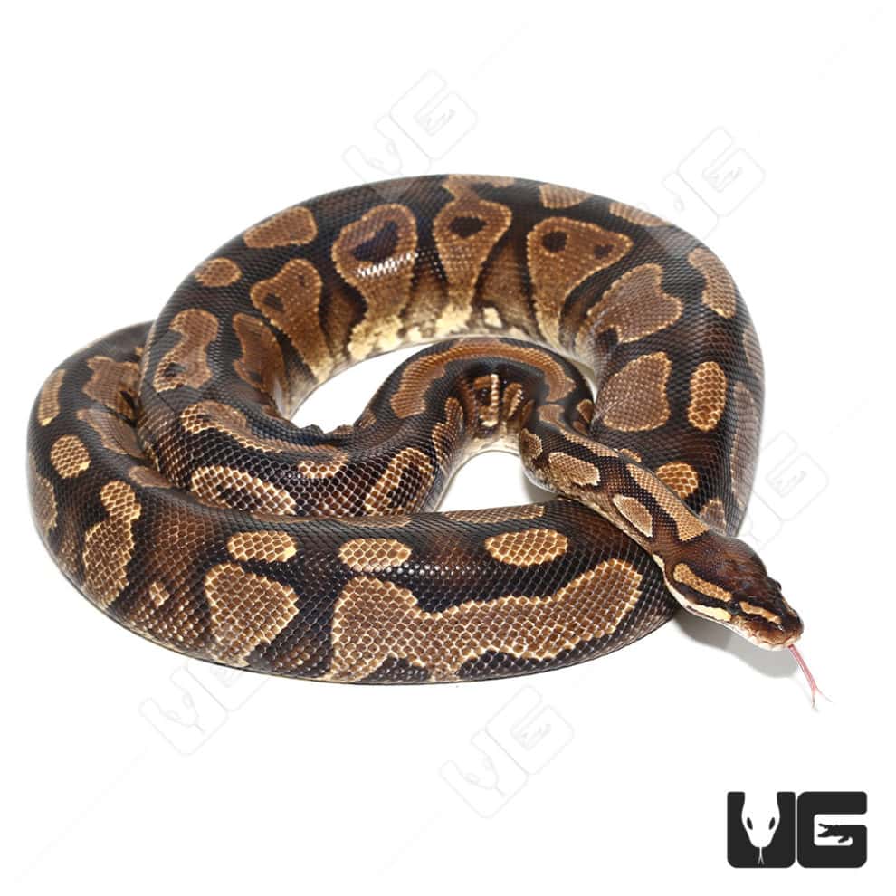 Baby Ball Pythons For Sale - Underground Reptiles