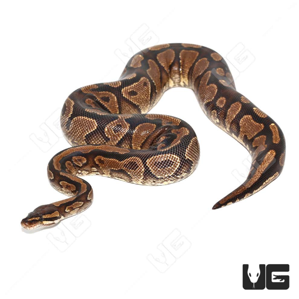 Baby Ball Pythons For Sale - Underground Reptiles
