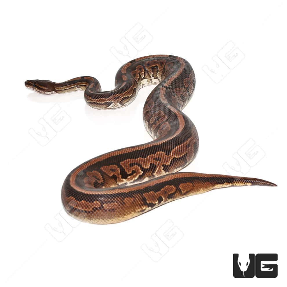 Yearling Bongo Candino Ball Python For Sale - Underground Reptiles