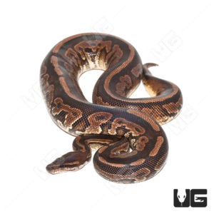 Ball Pythons For Sale - Underground Reptiles