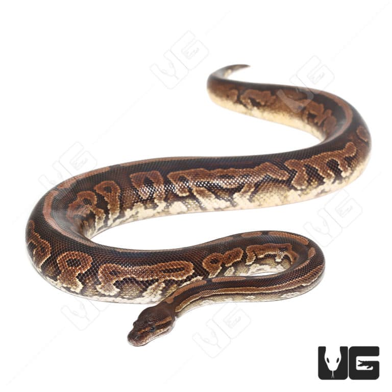 Yearling Bongo Candino Ball Python For Sale - Underground Reptiles