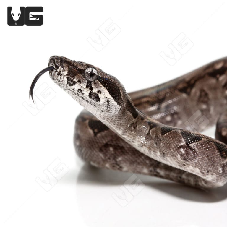 Baby Central American Boa For Sale - Underground Reptiles