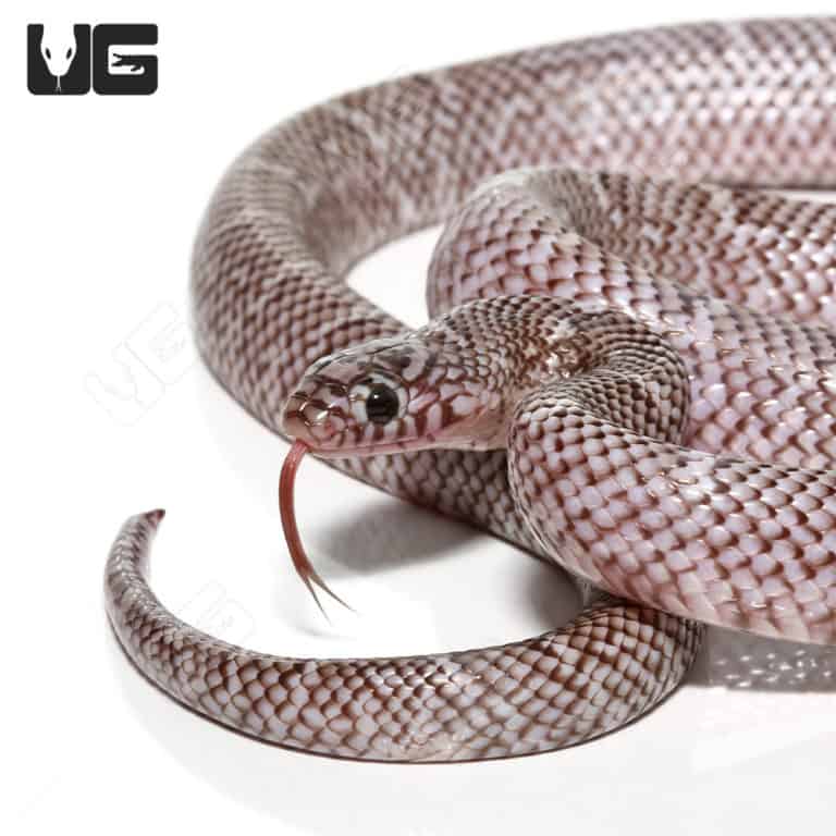 Baby Axanthic Whitesided Brooks Kingsnake