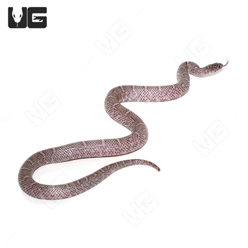 Baby Axanthic Whitesided Brooks Kingsnake