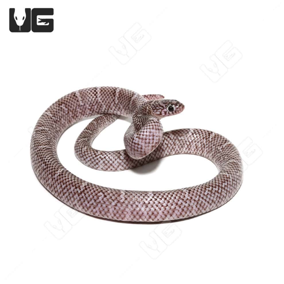 Baby Axanthic Whitesided Brooks Kingsnake