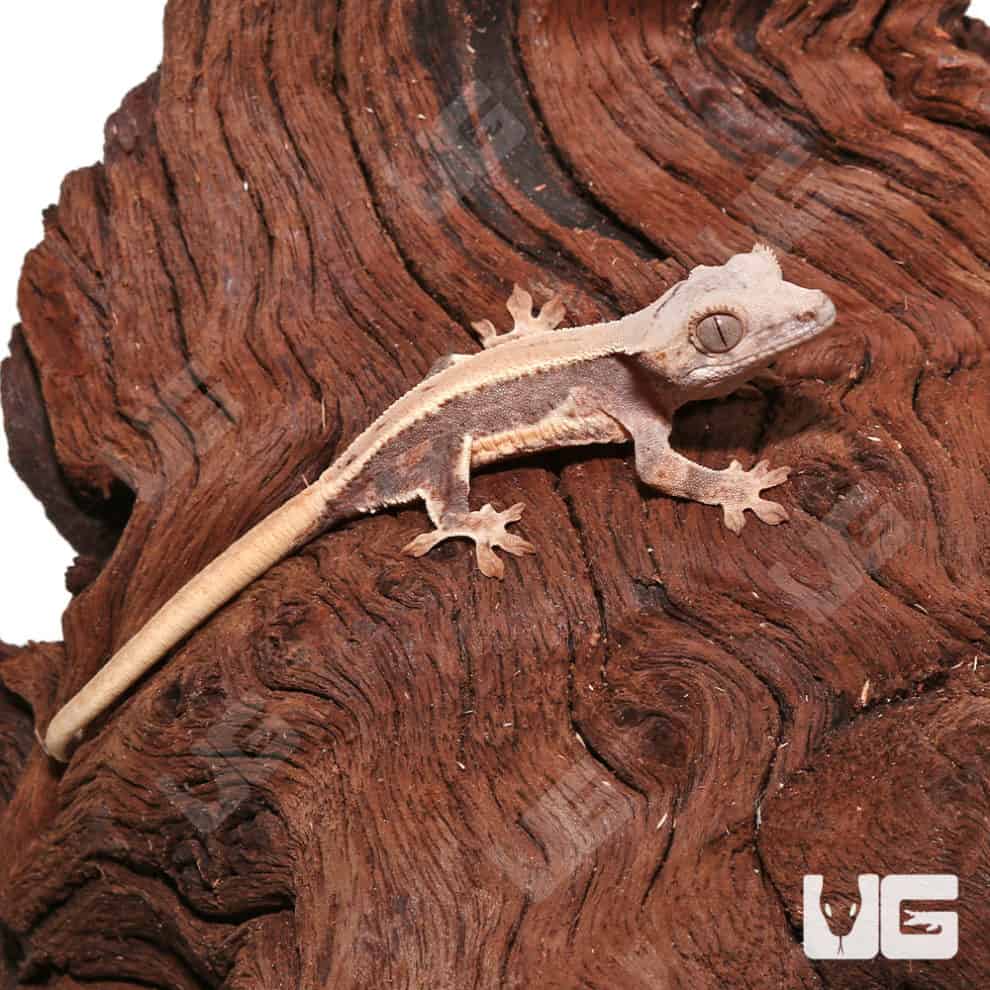 Baby Pinstripe Crested Geckos For Sale - Underground Reptiles