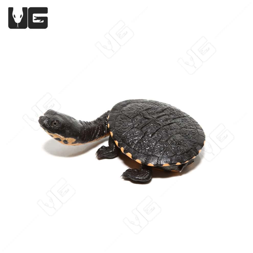 Baby Siebenrock\\\'s Snake Necked Turtles For Sale - Underground Reptiles