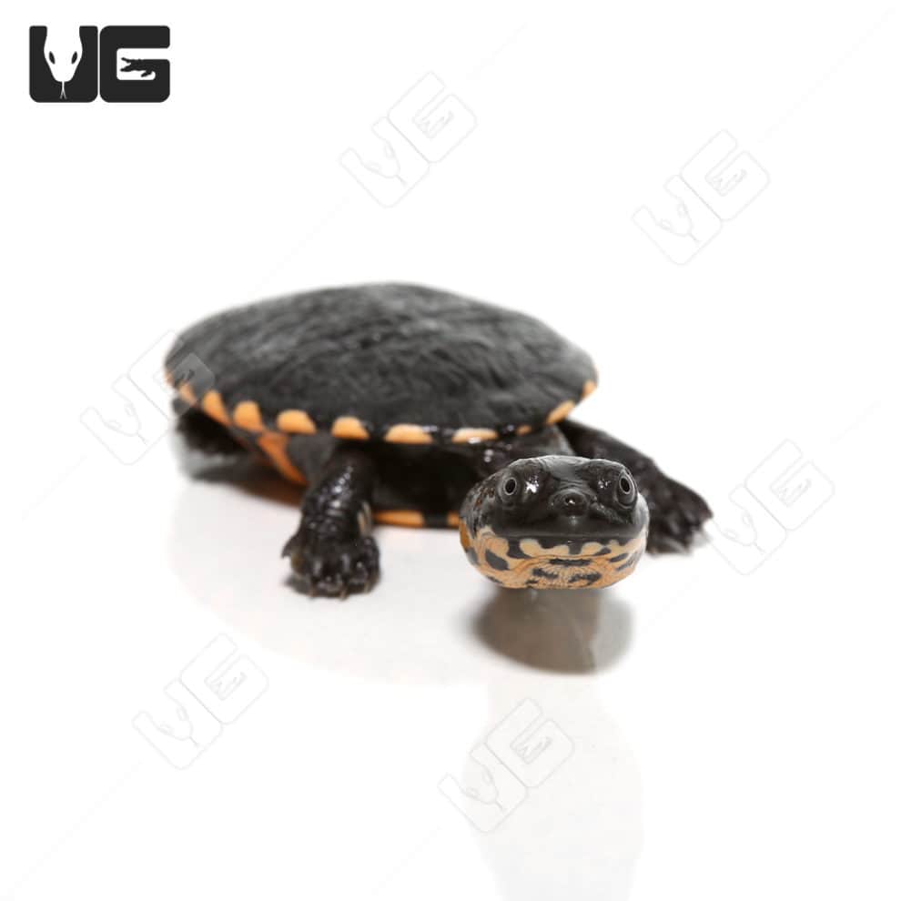 Baby Siebenrock\\\'s Snake Necked Turtles For Sale - Underground Reptiles