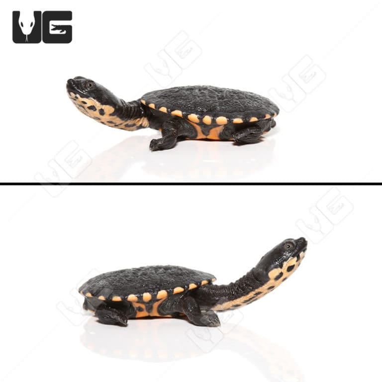 Baby Siebenrock\\\'s Snake Necked Turtles For Sale - Underground Reptiles
