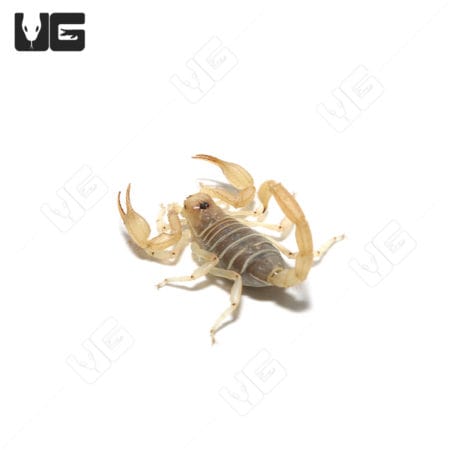 Baerg's Sand Swimmer Scorpion (Paruroctonus baergi) For Sale ...