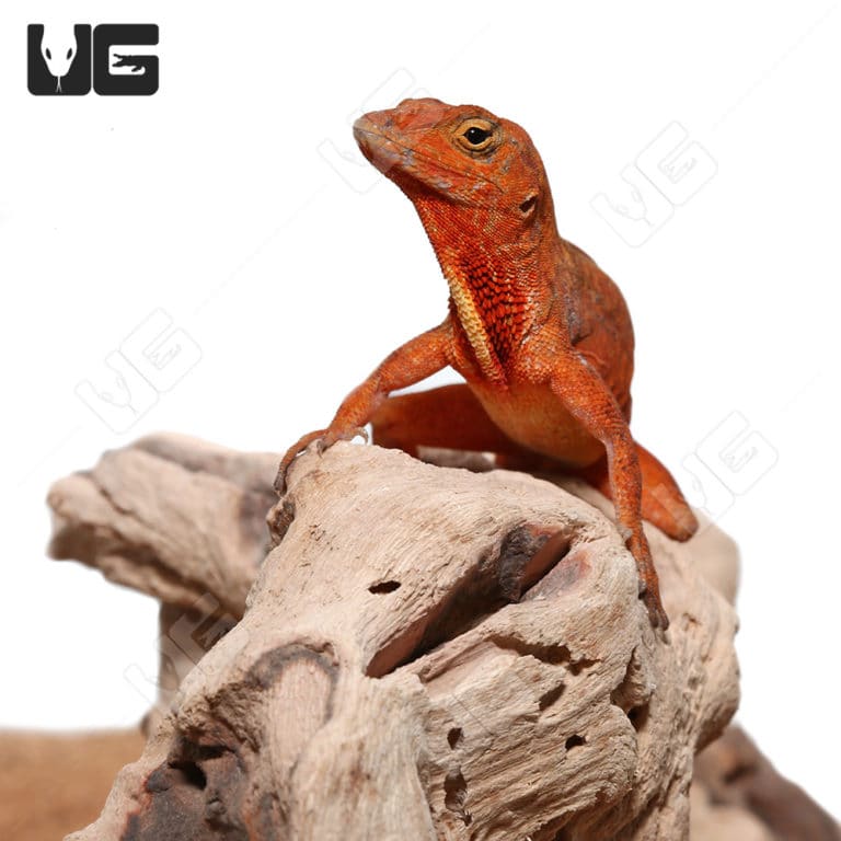 Chili Pepper Anoles For Sale - Underground Reptiles