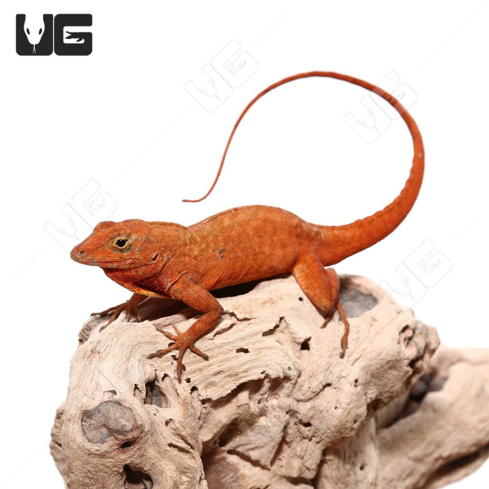 Chili Pepper Anoles For Sale - Underground Reptiles