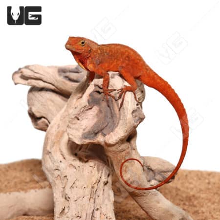 Chili Pepper Anoles For Sale - Underground Reptiles
