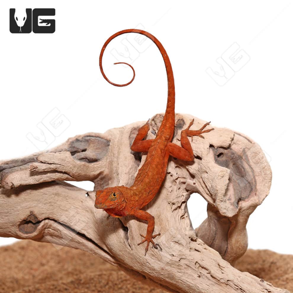Chili Pepper Anoles For Sale - Underground Reptiles