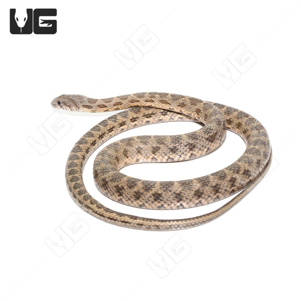 Coin Marked Snakes For Sale - Underground Reptiles