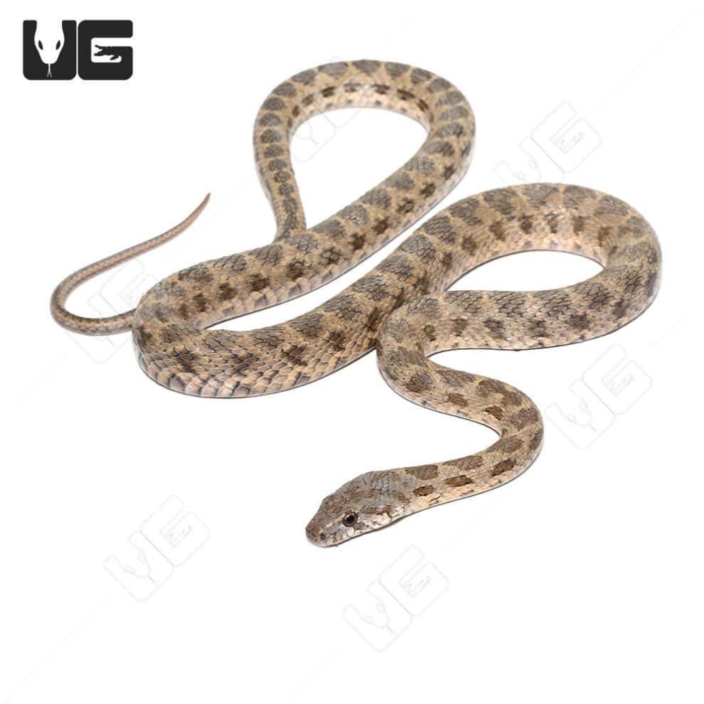 Coin Marked Snakes For Sale - Underground Reptiles