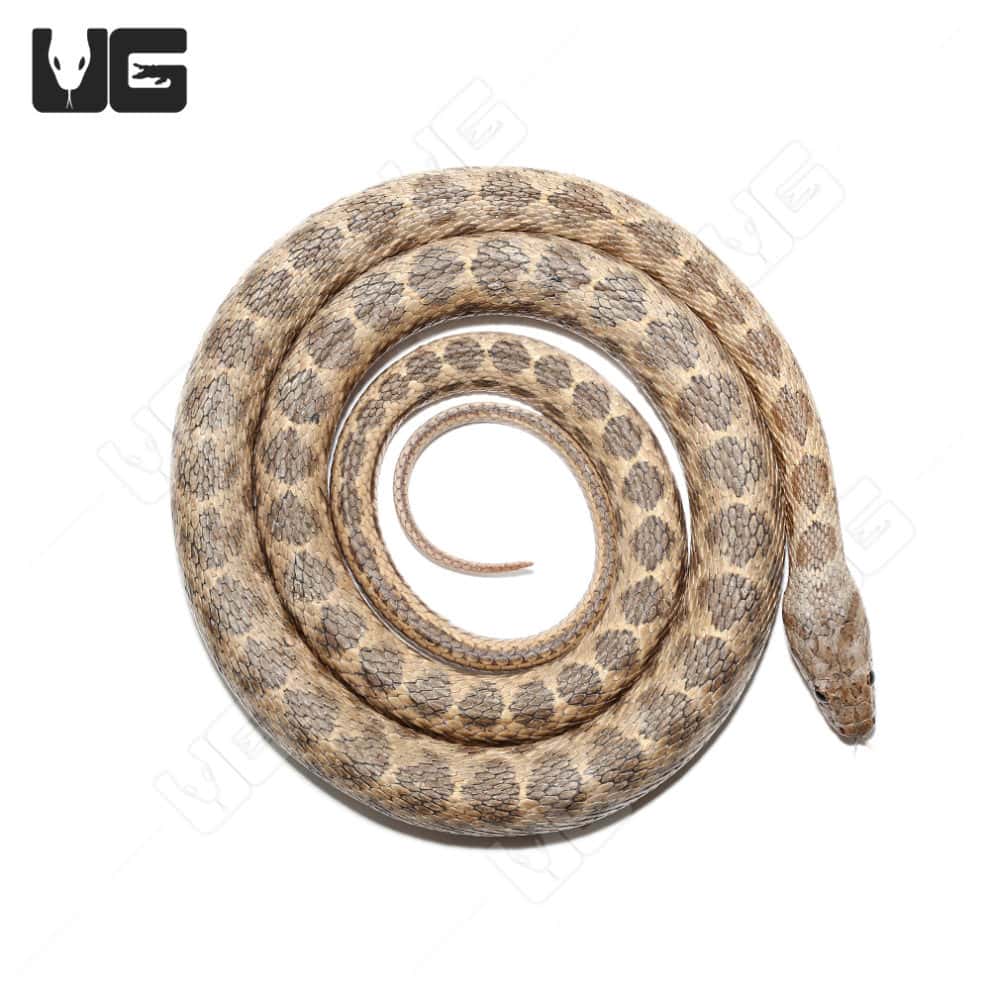 Coin Marked Snakes For Sale - Underground Reptiles