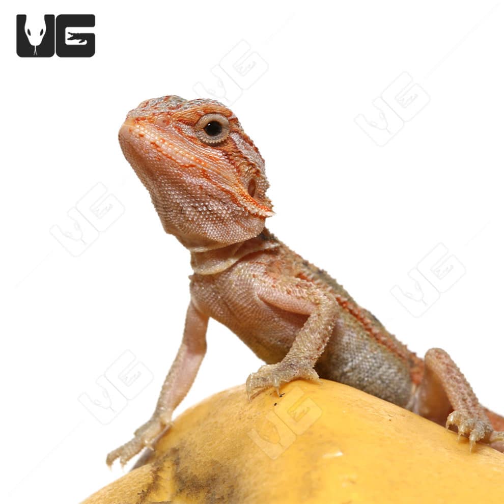 Baby Bearded Dragons For Sale - Underground Reptiles