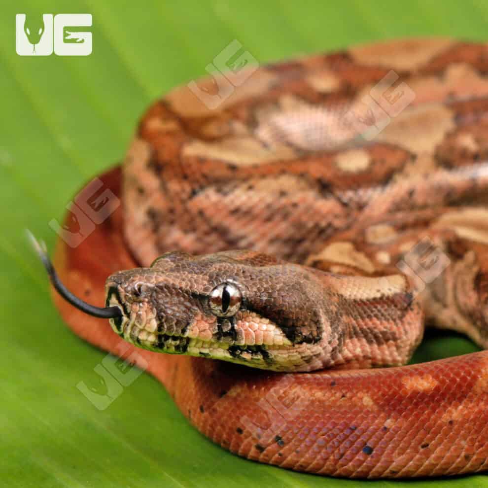 Boas For Sale - Underground Reptiles