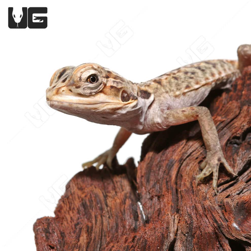 Baby Hypo Inferno Silky Bearded Dragon For Sale - Underground Reptiles
