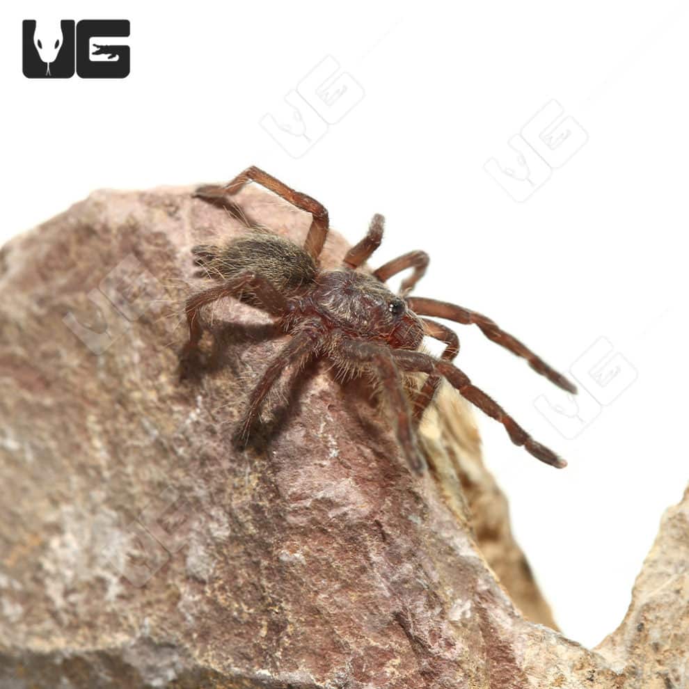 Rear Horn Baboon Tarantula (Ceratogyrus darlingi) For Sale ...