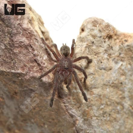 Rear Horn Baboon Tarantula (Ceratogyrus darlingi) For Sale ...