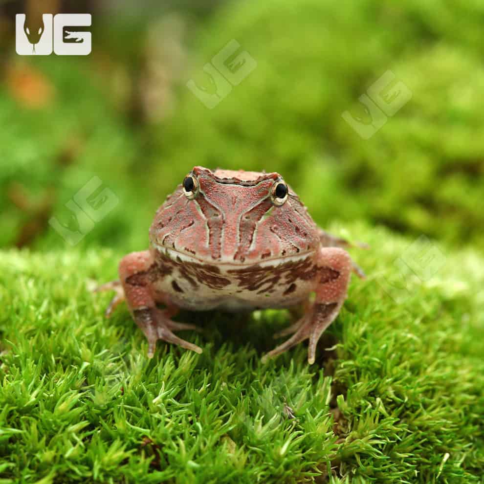 Red Fantasy Pacman Frogs For Sale - Underground Reptiles
