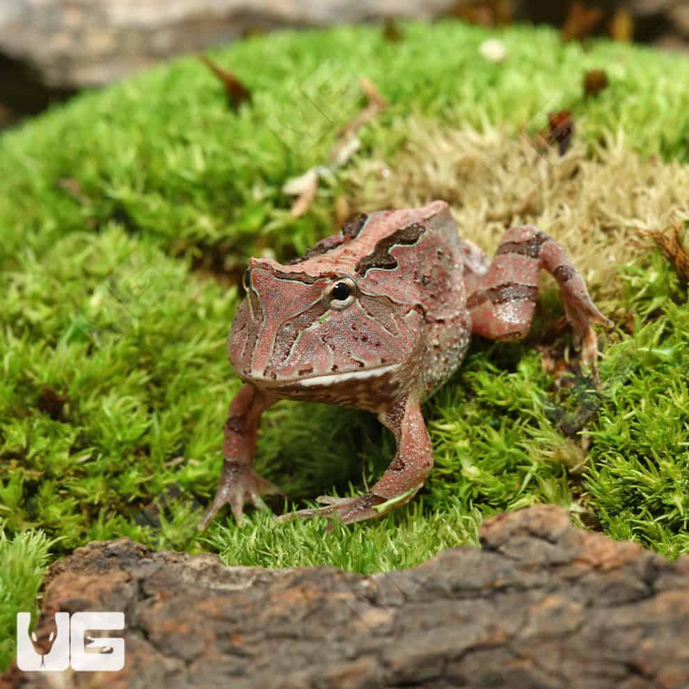 Red Fantasy Pacman Frogs For Sale - Underground Reptiles