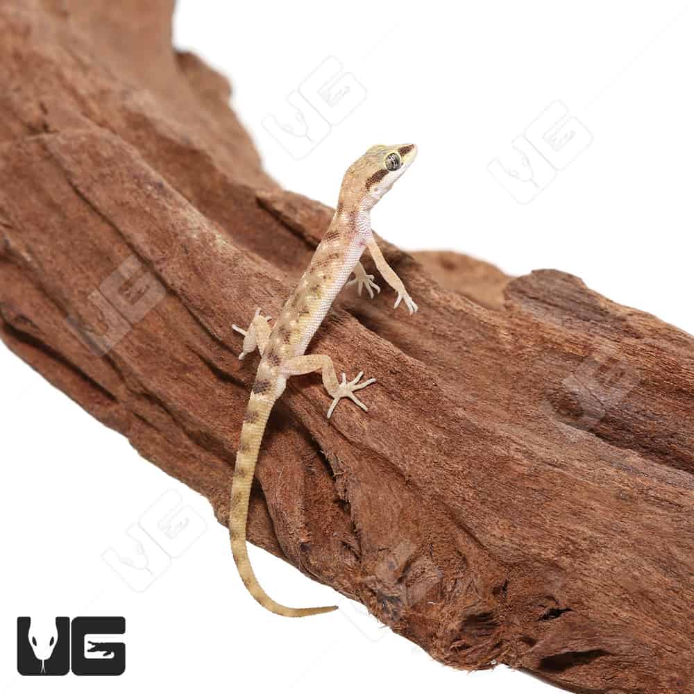 Steudner's Pygmy Geckos (Tropiocolotes steudneri) For Sale ...
