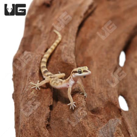 Steudner's Pygmy Geckos (Tropiocolotes steudneri) For Sale ...