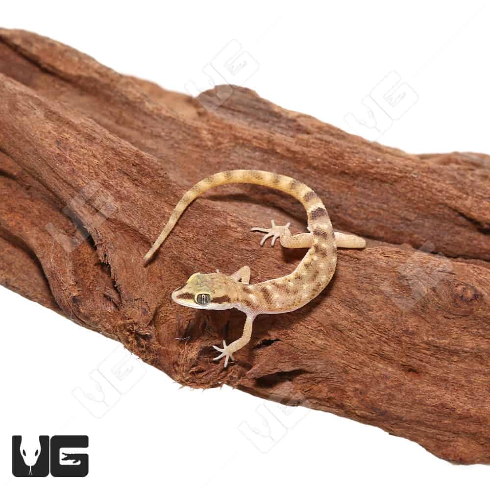 Steudner's Pygmy Geckos (Tropiocolotes steudneri) For Sale ...