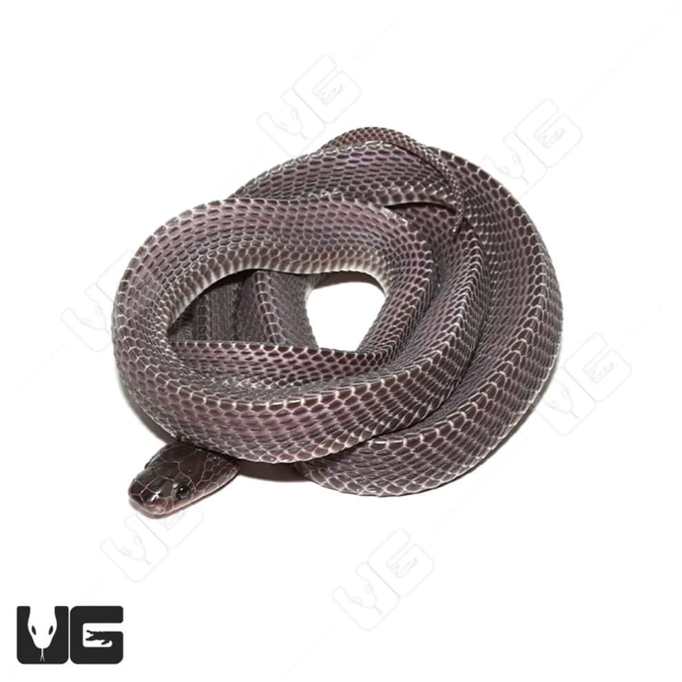 African File Snake For Sale - Underground Reptiles