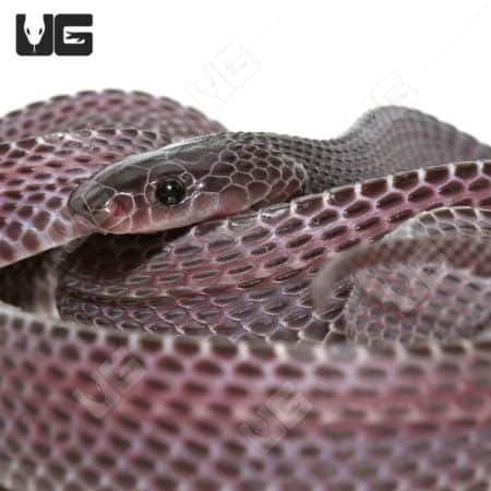 African File Snake For Sale - Underground Reptiles