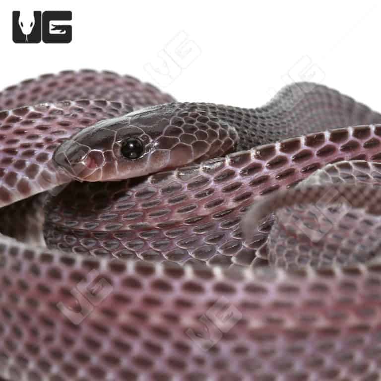 African File Snake For Sale - Underground Reptiles