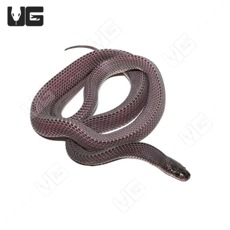 African File Snake For Sale - Underground Reptiles