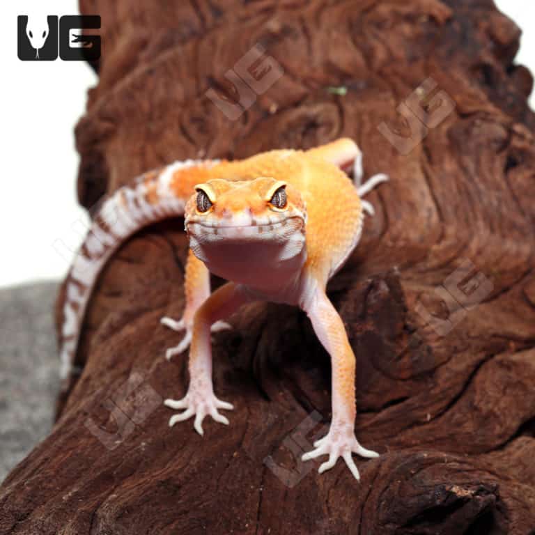 Juvenile Tangerine Leopard Geckos For Sale - Underground Reptiles