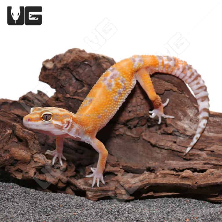 Juvenile Tangerine Leopard Geckos For Sale - Underground Reptiles