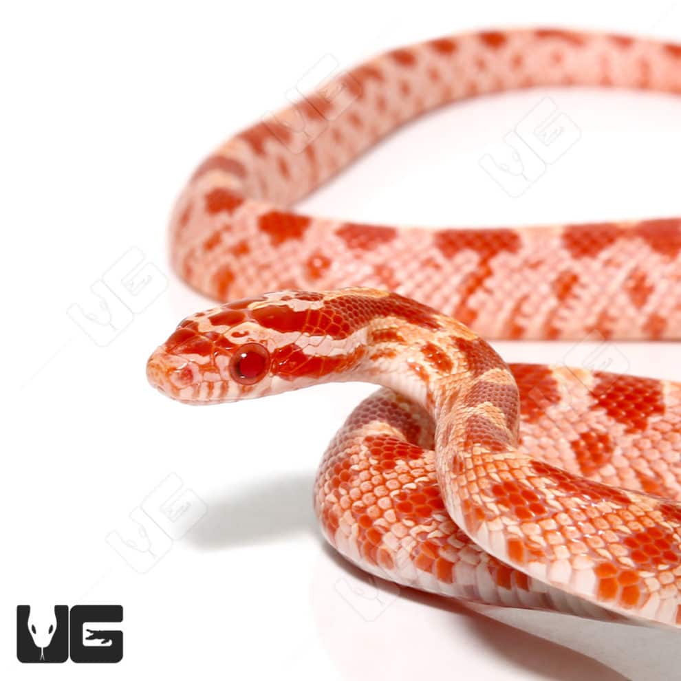 Baby Amel Cornsnake For Snake - Underground Reptiles