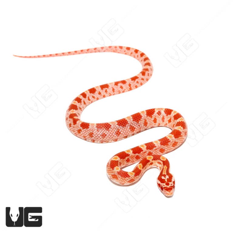 Baby Amel Cornsnake For Snake - Underground Reptiles